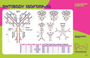 Poster: Antibody Isoforms - Bioanalysis Zone