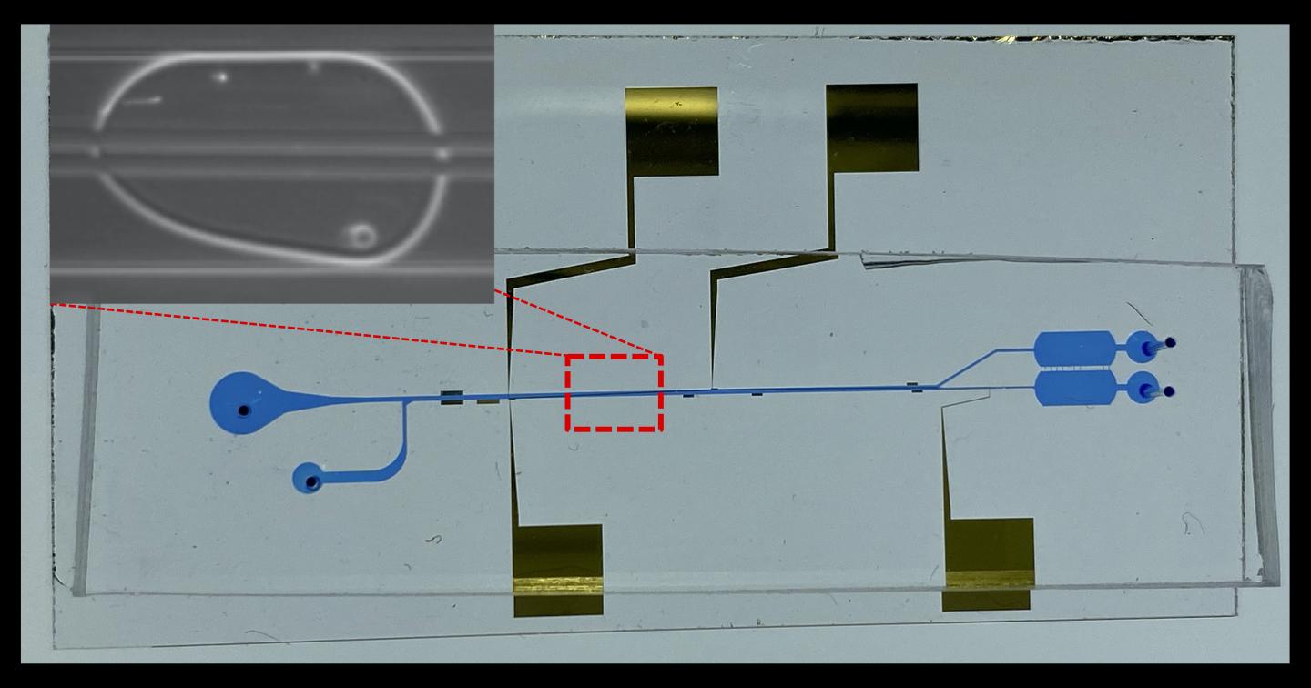 Microfluidics system separates different cell types - Bioanalysis Zone