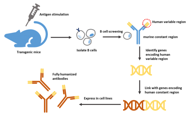 Learn with Lin about therapeutic antibodies: part I − an introduction ...