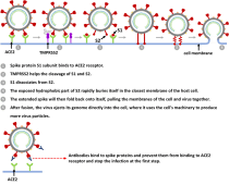 Learn with Lin about therapeutic antibodies: part II − how it works ...
