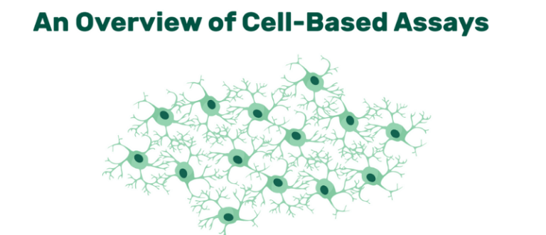 Infographic: An Overview of Cell-Based Assays - Bioanalysis Zone