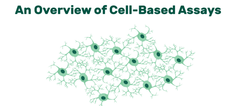 Infographic An Overview Of Cell Based Assays Bioanalysis Zone