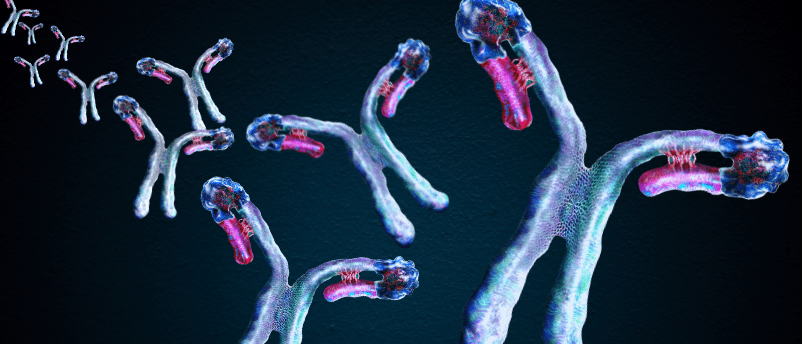 Optimized capillary electrophoresis-based analytical methods for mAbs ...