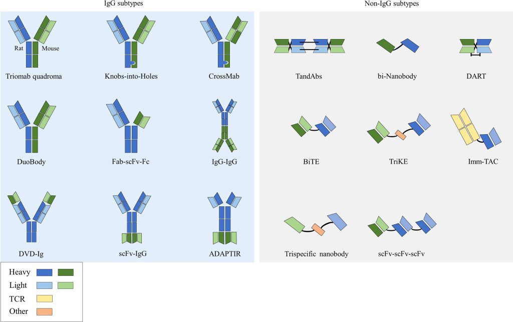 Rapid Generation of Bispecific Antibodies for High-Throughput Screening ...