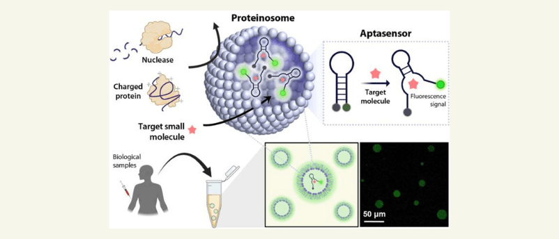 Adapting aptamers: Innovative Sensor System Allows Direct Detection ...